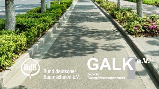 Neue GALK-Broschüre zeigt: Welcher Baum ist für die Schwammstadt geeignet